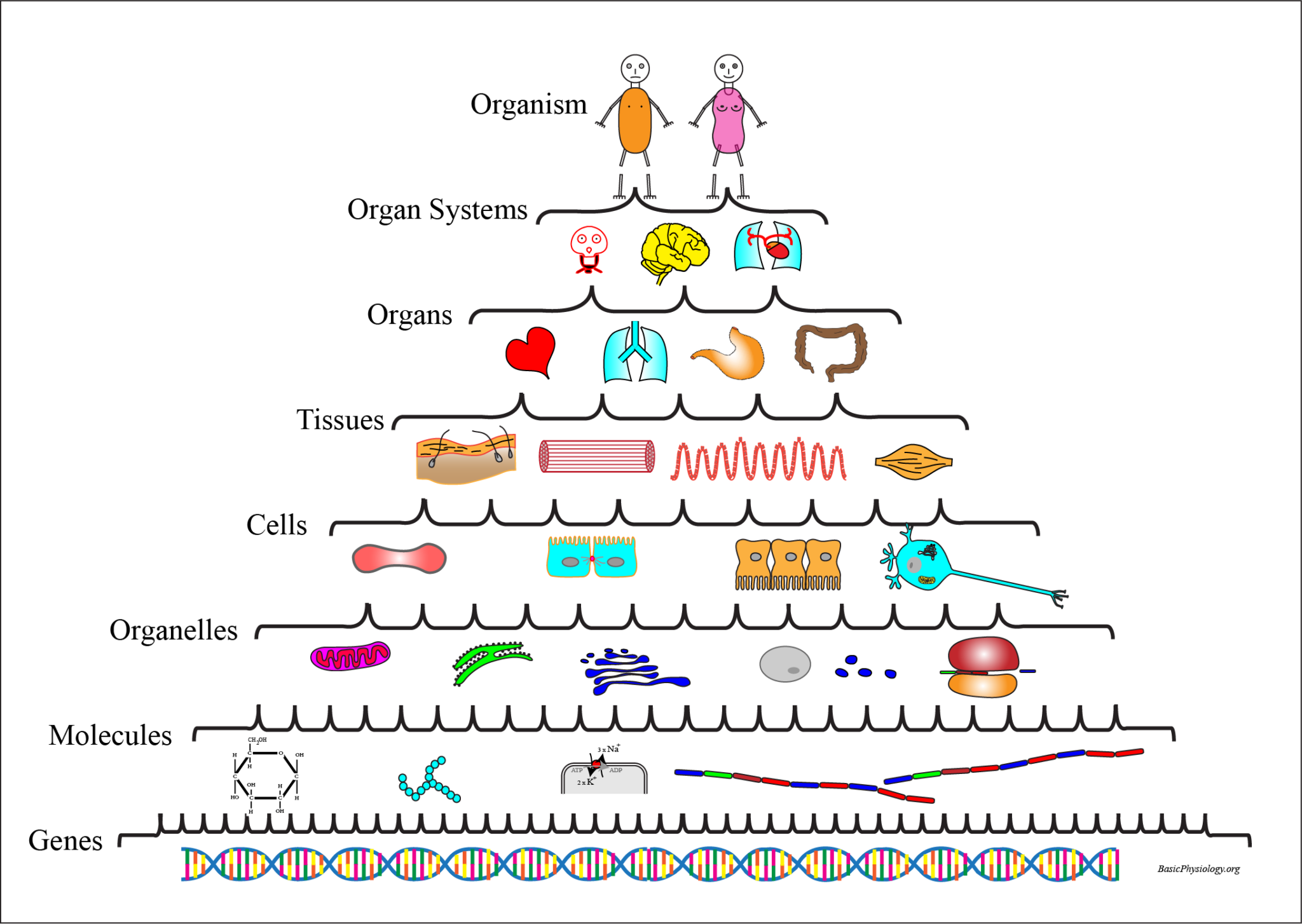 A.1.1. What is Physiology? – BasicPhysiology.org
