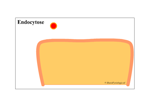A.2.4. Active Transport Systems – BasicPhysiology.org