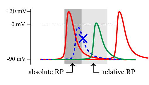 A.3.3. The Action Potential – BasicPhysiology.org