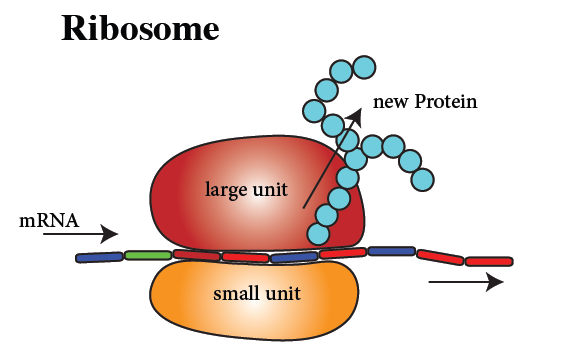 A.2.1. Structure of the cell – BasicPhysiology.org
