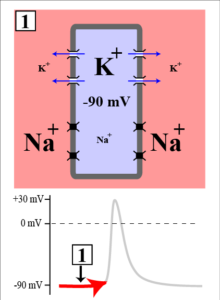A.3.3. The Action Potential – BasicPhysiology.org