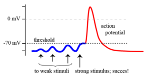 A.3.3. The Action Potential – BasicPhysiology.org