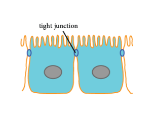 A.2.2. The plasma membrane - BasicPhysiology.org