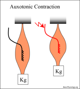 A.4.5. Contraction Types – BasicPhysiology.org