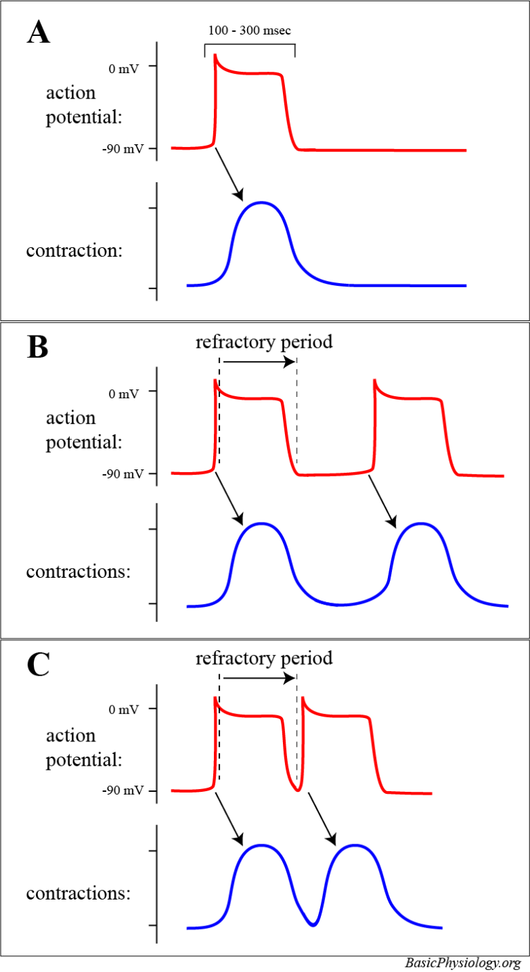 A.4.7. The Cardiac Muscle – BasicPhysiology.org