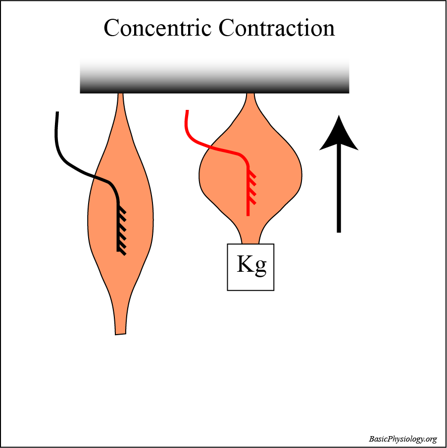 A.4.5. Contraction Types – BasicPhysiology.org