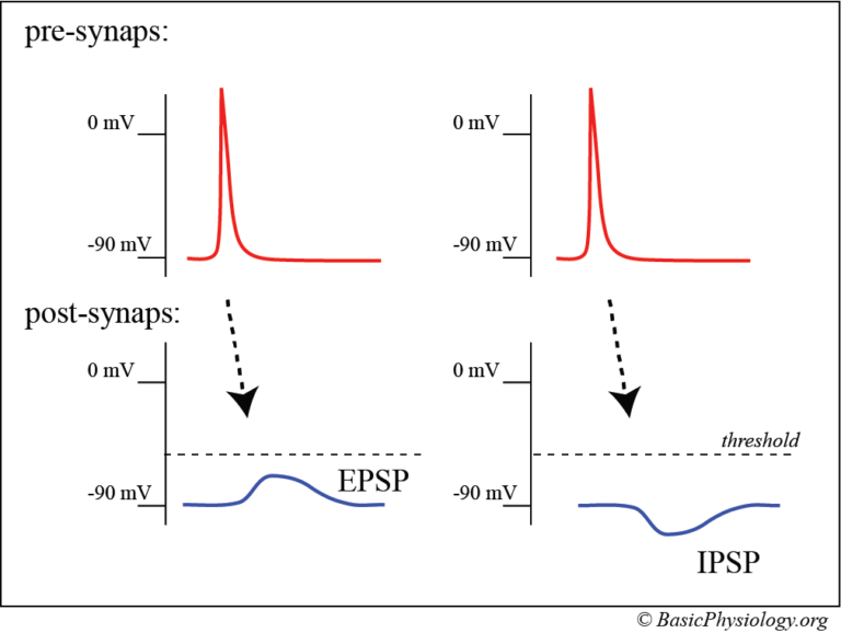 A.3.7. The Chemical Synapse - BasicPhysiology.org