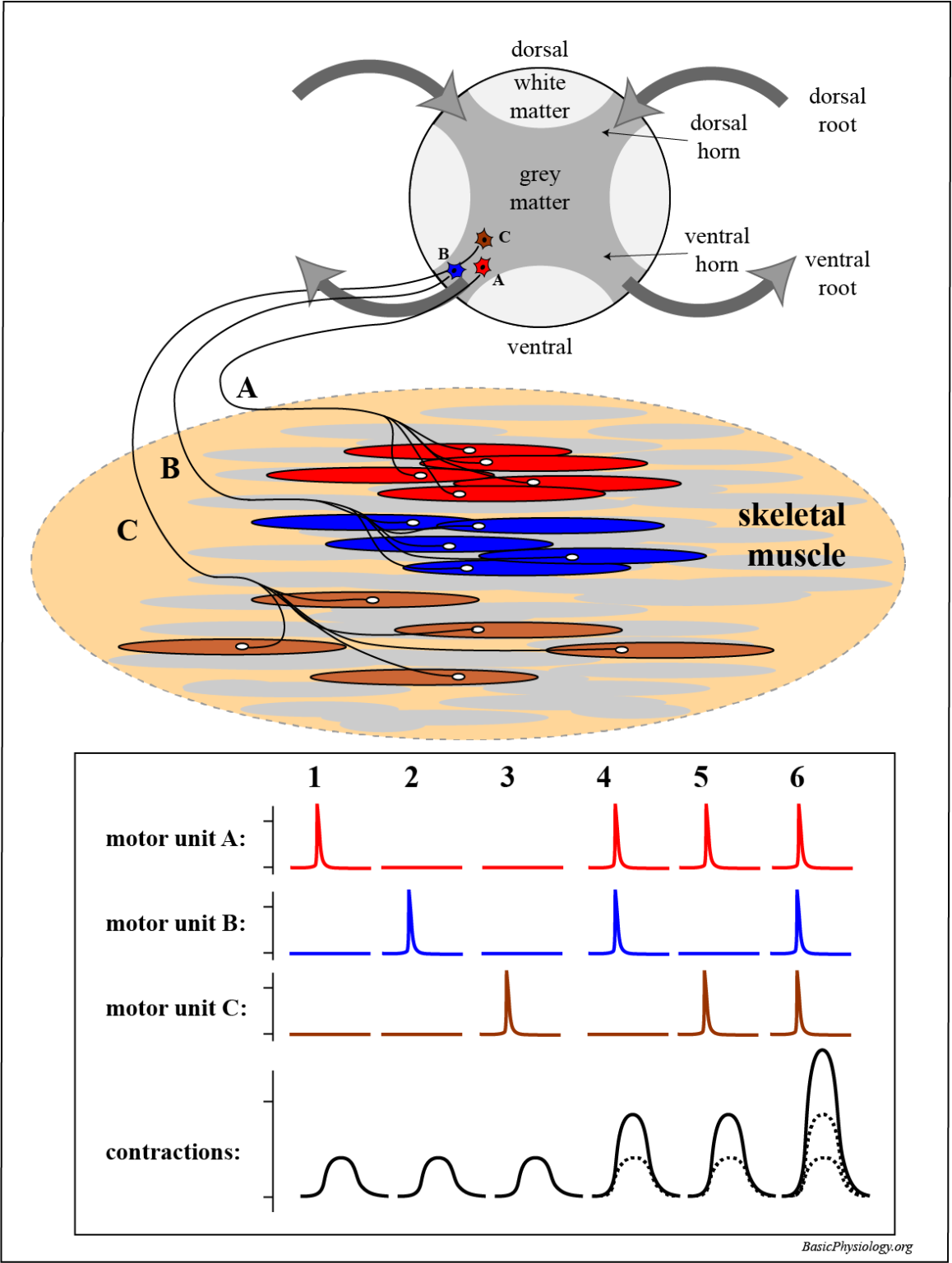 A.4.6. Motor Units – BasicPhysiology.org
