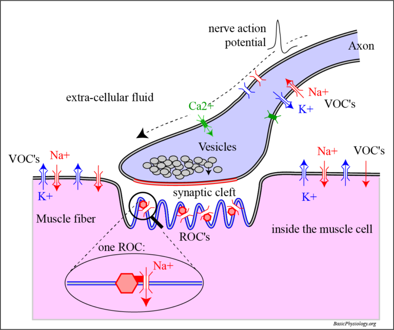 A.4.2. The Motor End Plate - BasicPhysiology.org