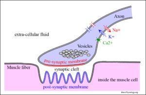 A.4.2. The Motor End Plate - BasicPhysiology.org