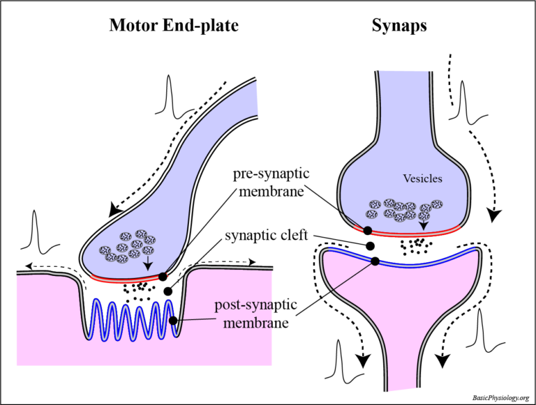 A.4.2. The Motor End Plate – BasicPhysiology.org