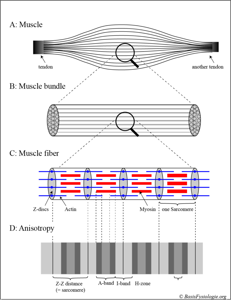 A.4.1. The Muscle Cell - BasicPhysiology.org