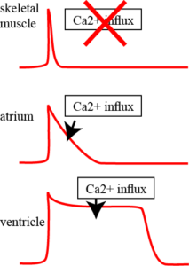 B.3.1. The Cardiac Conduction System – BasicPhysiology.org