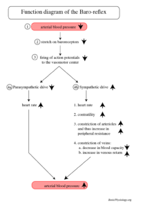 B.6.2. Short-term Regulation – BasicPhysiology.org