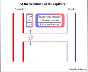 B.5.3. The Capillaries – BasicPhysiology.org
