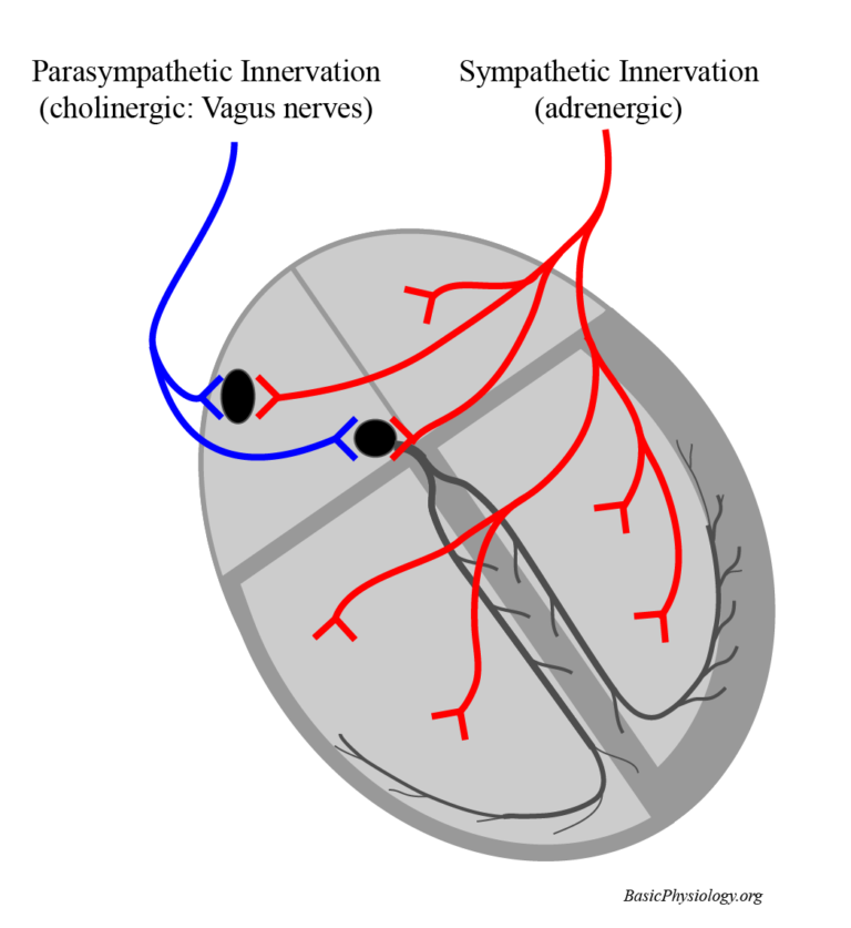 B.6.1. Regulation of the Heart – BasicPhysiology.org