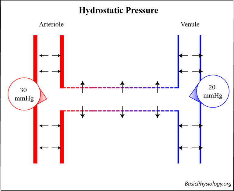 B.5.3. The Capillaries – BasicPhysiology.org