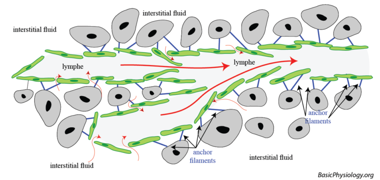 B.5.5. The Lymph Circulation – BasicPhysiology.org