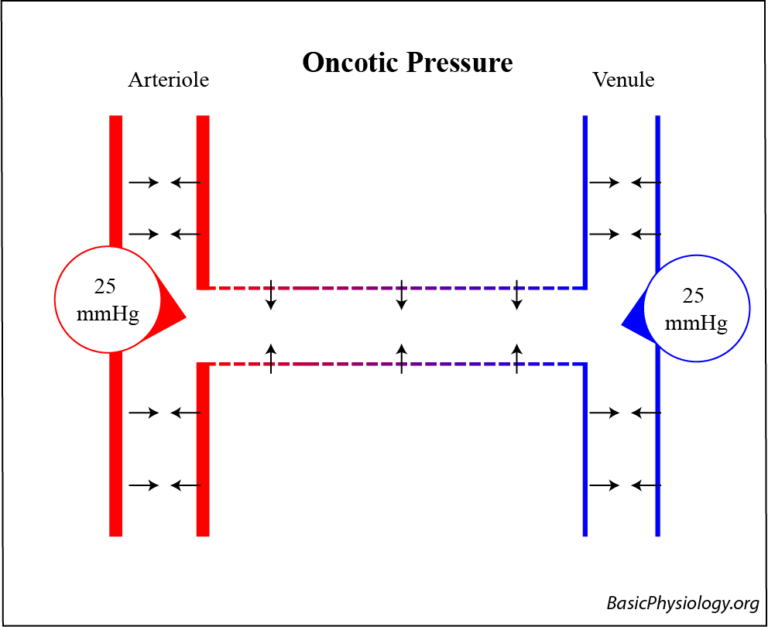 B.5.3. The Capillaries – BasicPhysiology.org