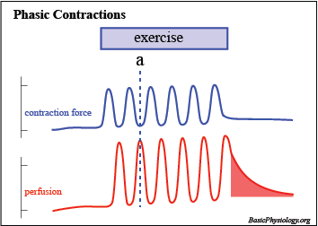 B.5.6. Special Circulations – BasicPhysiology.org