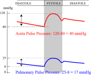 B.5.1. The Arteries – BasicPhysiology.org