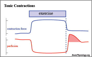 B.5.6. Special Circulations – BasicPhysiology.org