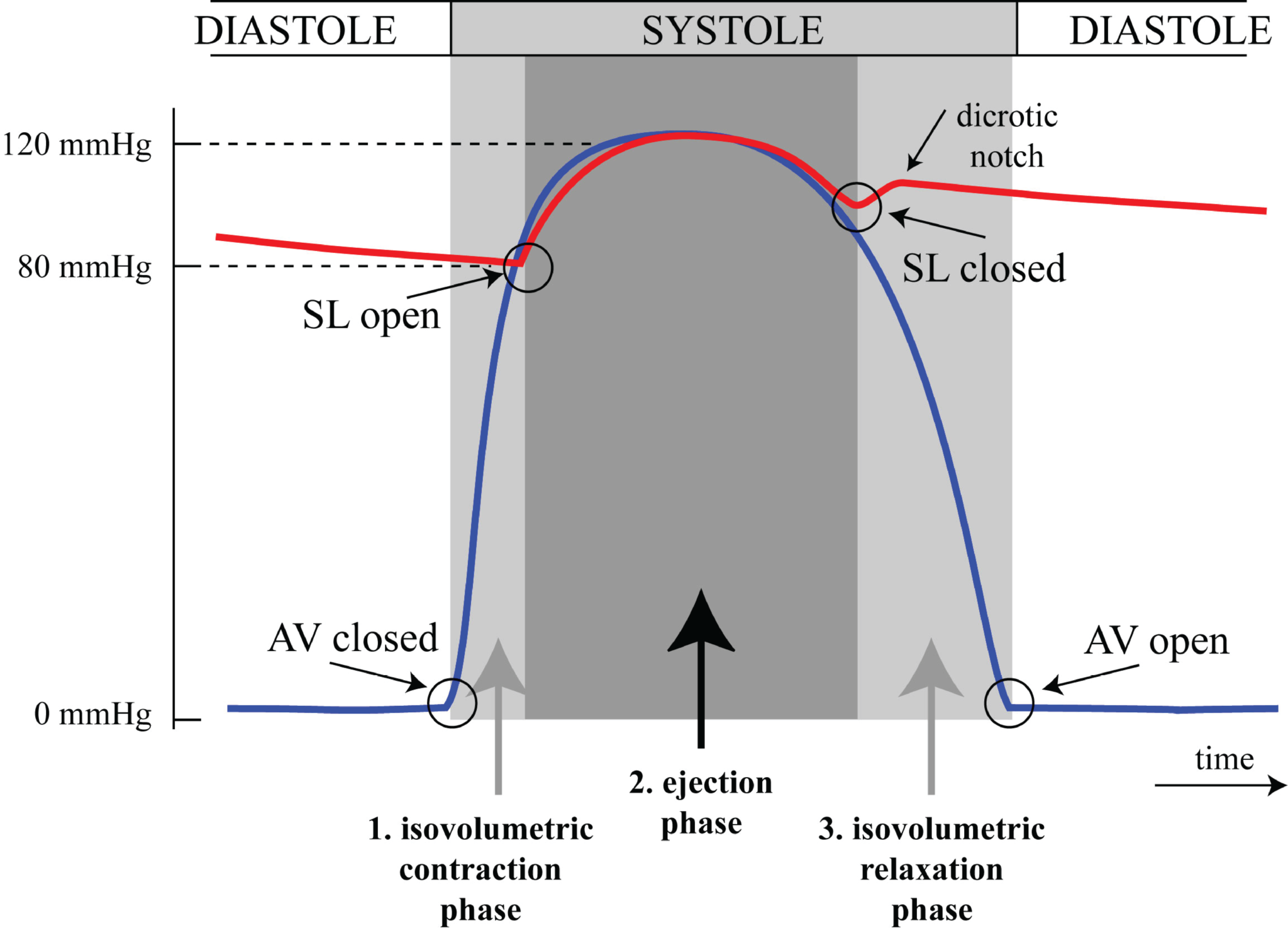 B.4.2. The Cardiac Systole – BasicPhysiology.org