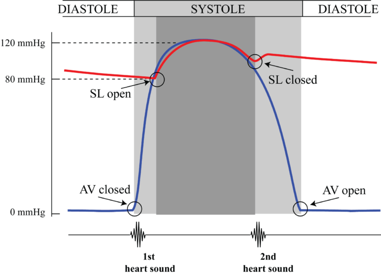 B.4.2. The Cardiac Systole – BasicPhysiology.org