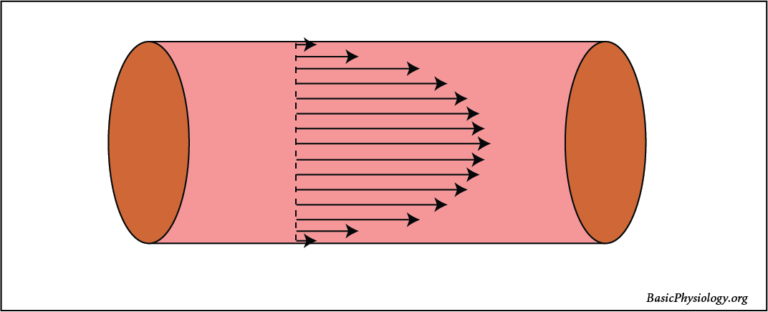 B.5.7. Blood Flow – BasicPhysiology.org