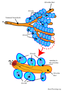C.4.5. The Respiratory Membrane - BasicPhysiology.org