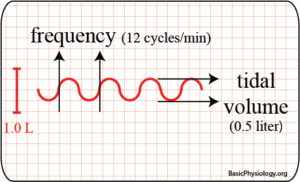 C.4.3. The Lungs Volumes - BasicPhysiology.org