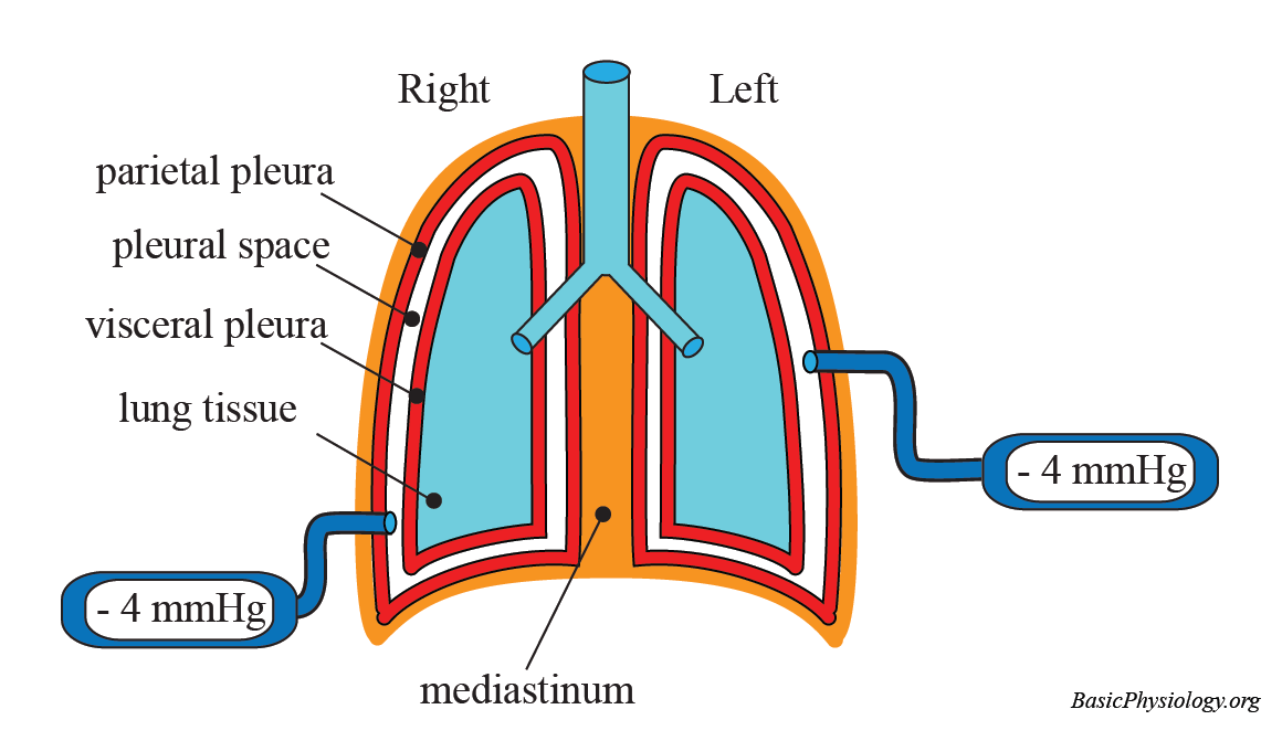 C.4.2. The Pleura – BasicPhysiology.org