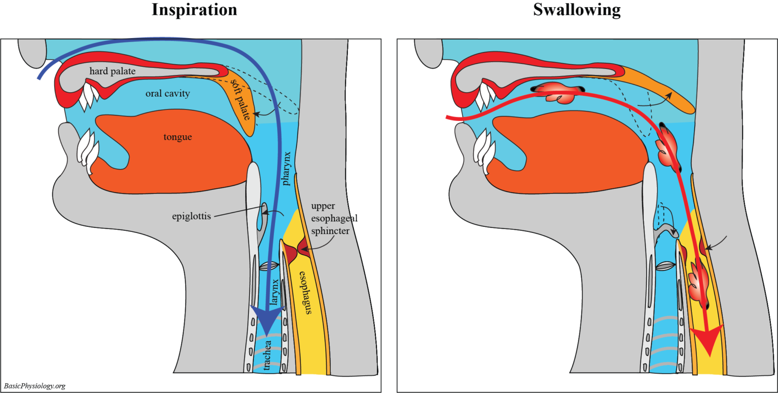 C.2. Upper Respiratory Airways - BasicPhysiology.org