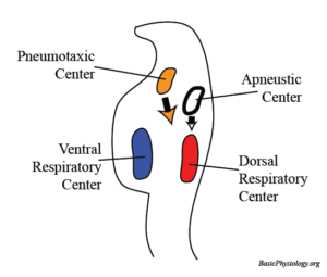 C.6. Respiratory Regulation – BasicPhysiology.org