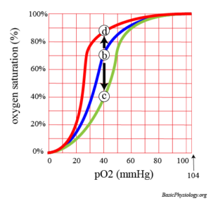 C.5.1. Oxygen Transport – BasicPhysiology.org