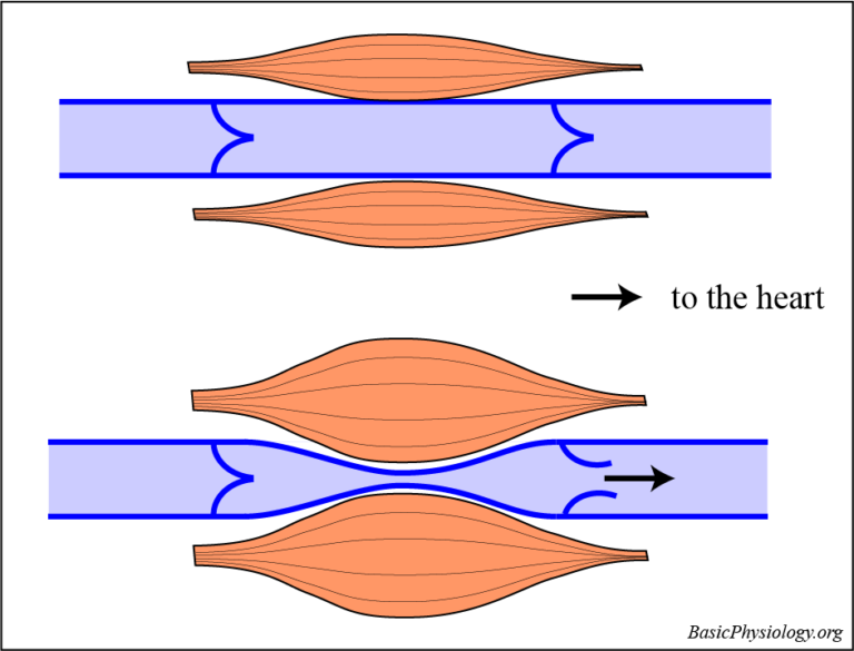 B.5.4. The Veins – BasicPhysiology.org