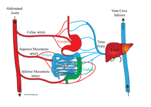 E.7. GI Regulation – BasicPhysiology.org