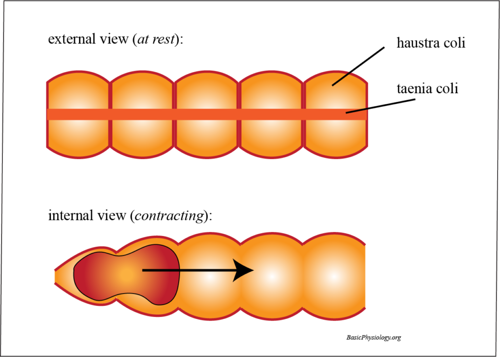 E.6. The Colon – BasicPhysiology.org