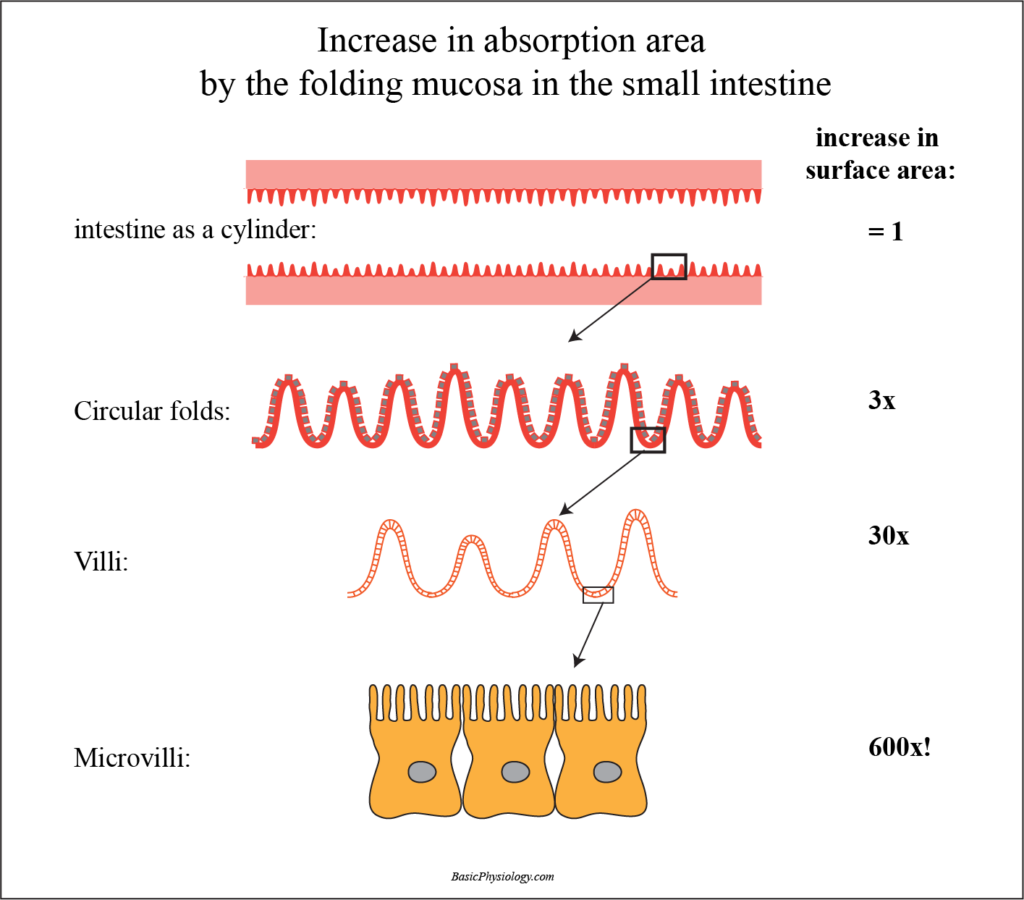 E.5. Small Intestine – BasicPhysiology.org