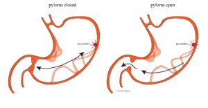 E.4. The Stomach – BasicPhysiology.org