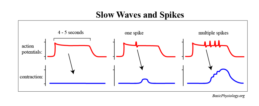 E.5. Small Intestine – BasicPhysiology.org