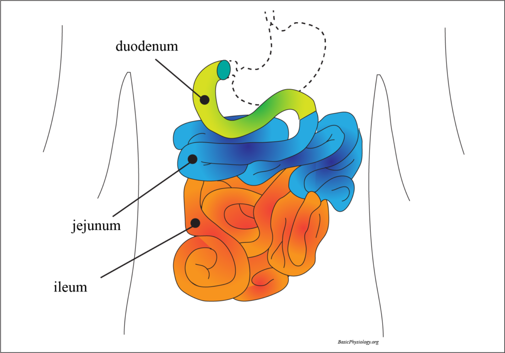 E.5. Small Intestine – BasicPhysiology.org