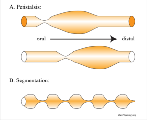 E.5. Small Intestine – BasicPhysiology.org