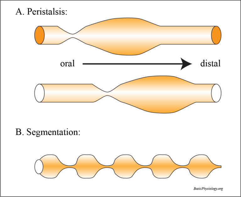 E.5. Small Intestine – BasicPhysiology.org