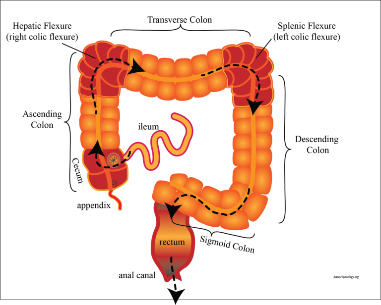 E.6. The Colon – BasicPhysiology.org