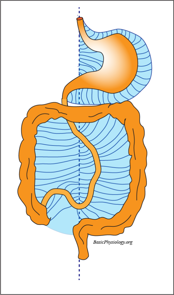 E.5. Small Intestine – BasicPhysiology.org