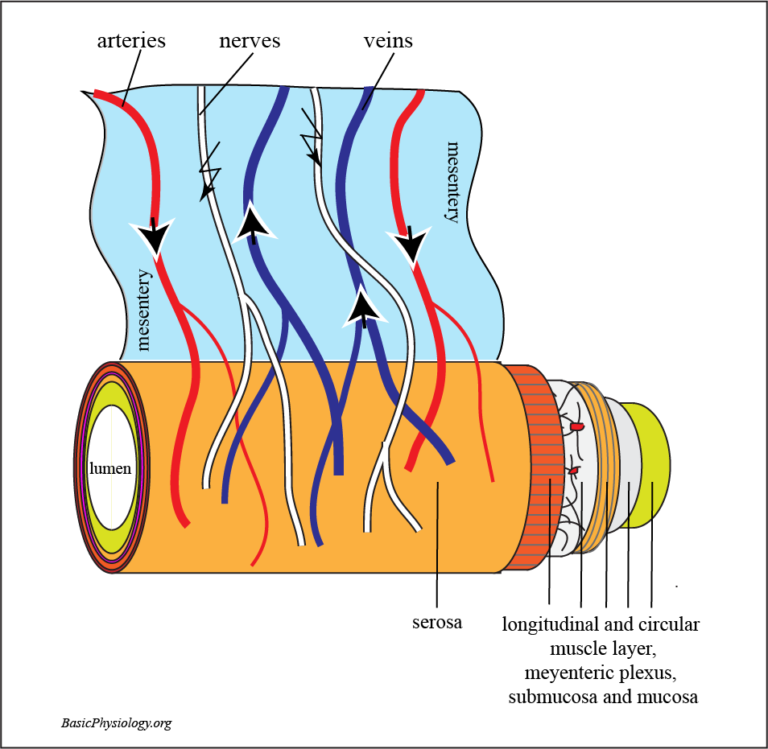 E.5. Small Intestine – BasicPhysiology.org