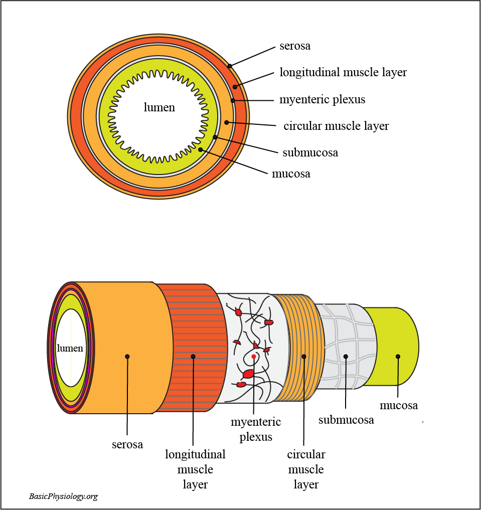 E.5. Small Intestine – BasicPhysiology.org