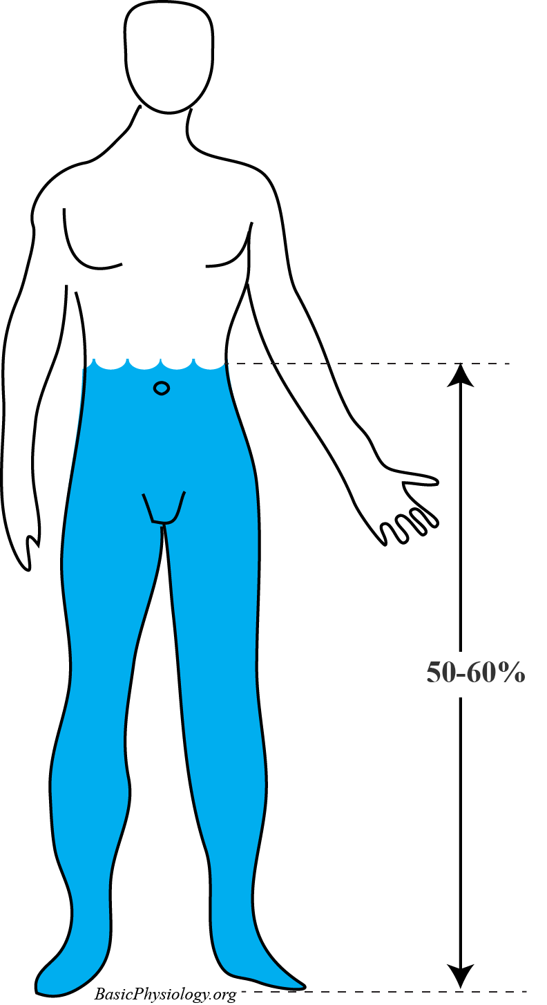 F.1. Introduction Urinary System – BasicPhysiology.org