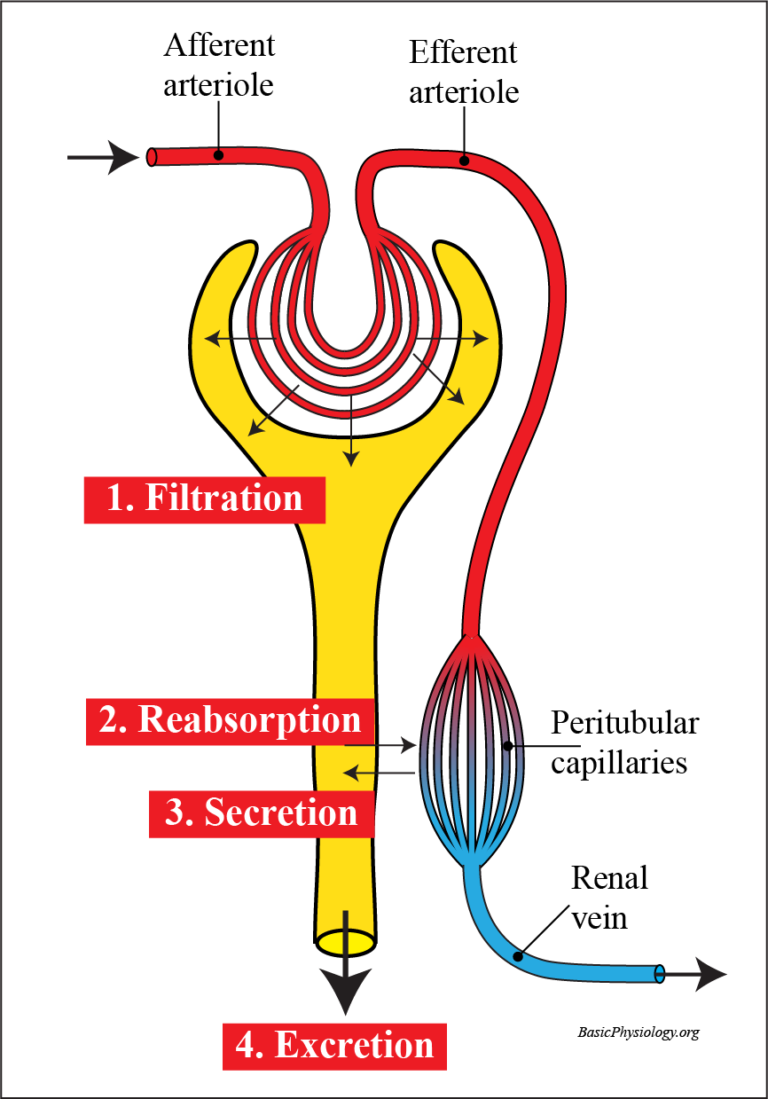 F.3.1. The Nephron – BasicPhysiology.org